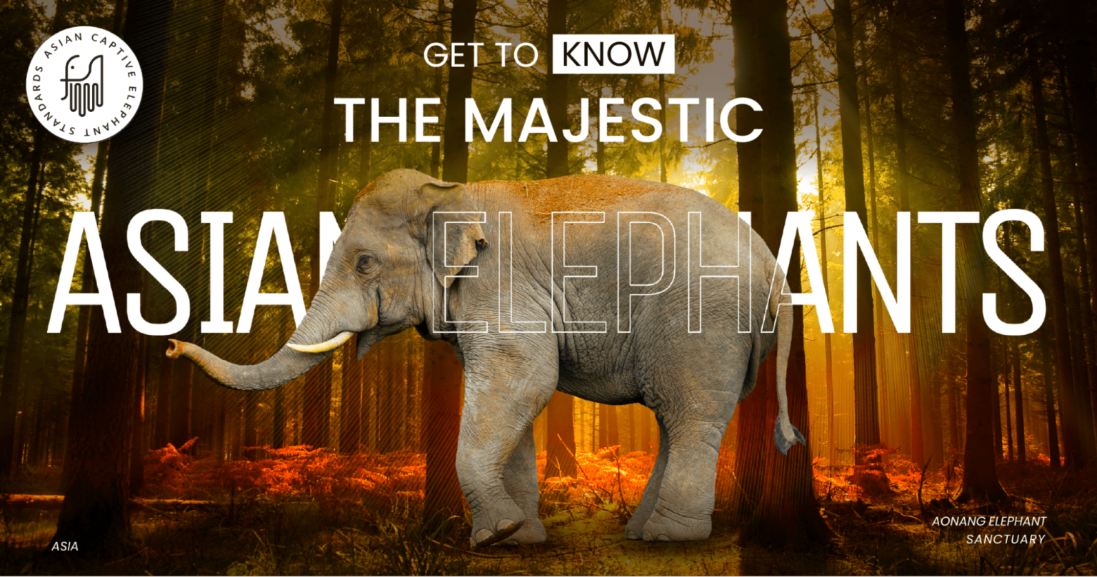 Get to Know The Majestic Asian Elephants