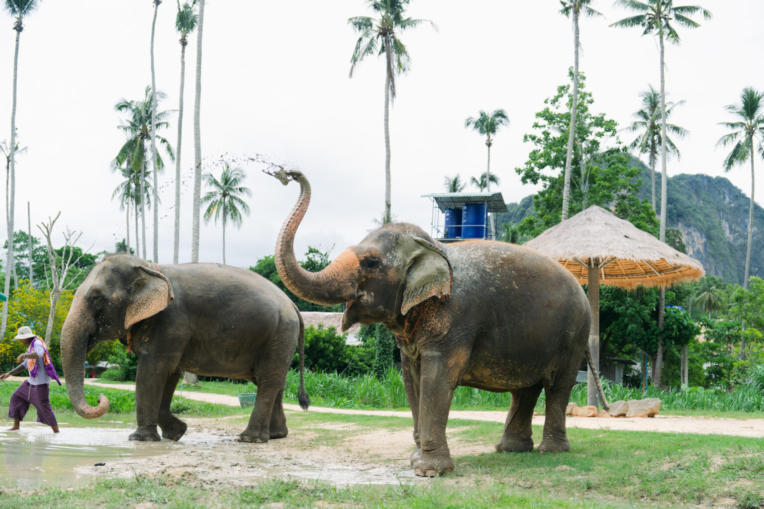 Home - Aonang Elephant Sanctuary