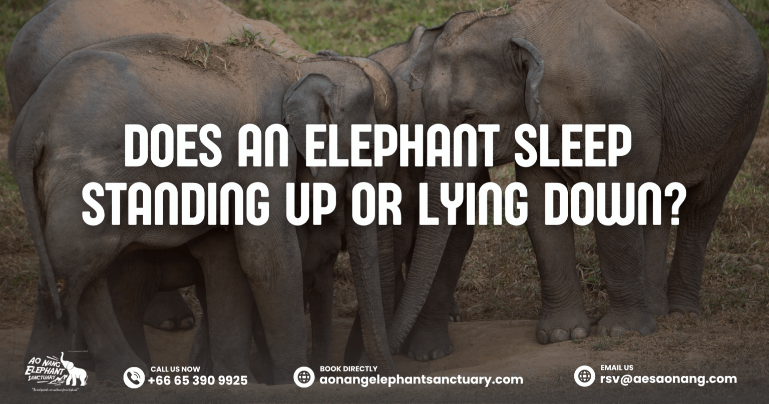 Elephant Sleep Uncovered: Standing Vs. Lying Down - Aonang Elephant ...