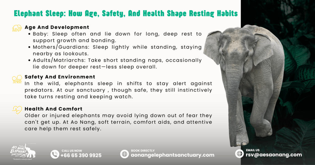 Elephant Sleep Uncovered: Standing Vs. Lying Down - Aonang Elephant ...