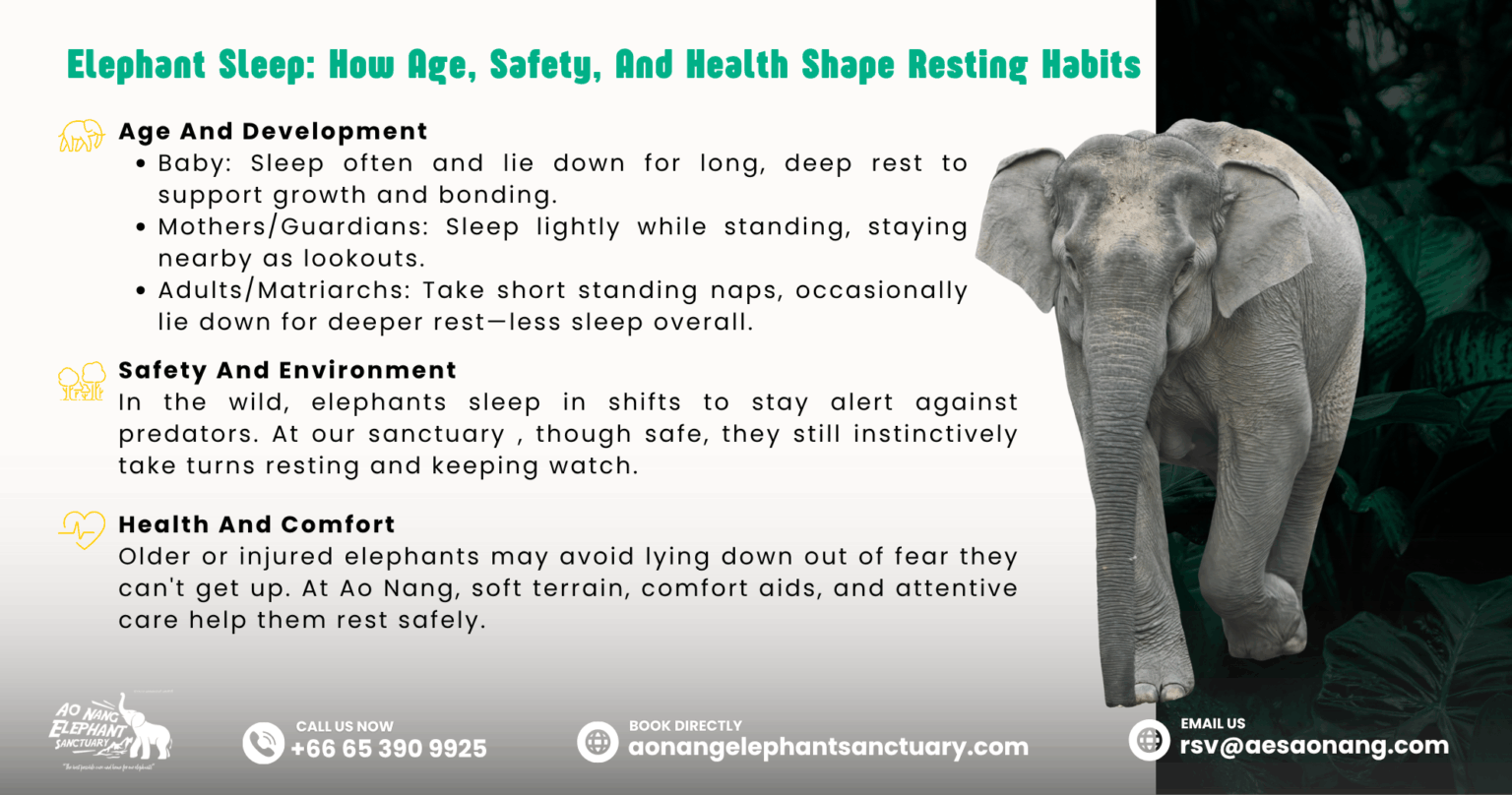Elephant Sleep Uncovered: Standing Vs. Lying Down - Aonang Elephant ...