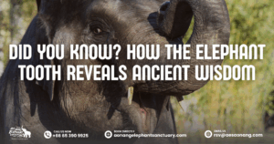 10 Fun Facts About Elephant Tooth You Didn’t Know