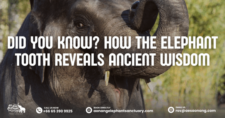 10 Fun Facts About Elephant Tooth You Didn’t Know