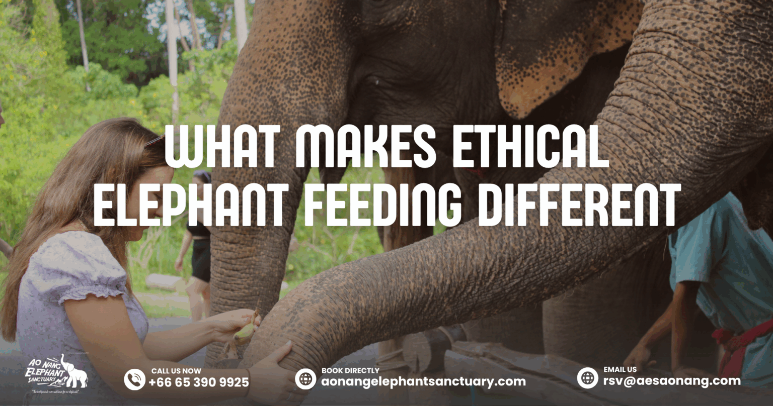 Elephant Feeding: Surprising Do’s And Don’ts - Aonang Elephant Sanctuary