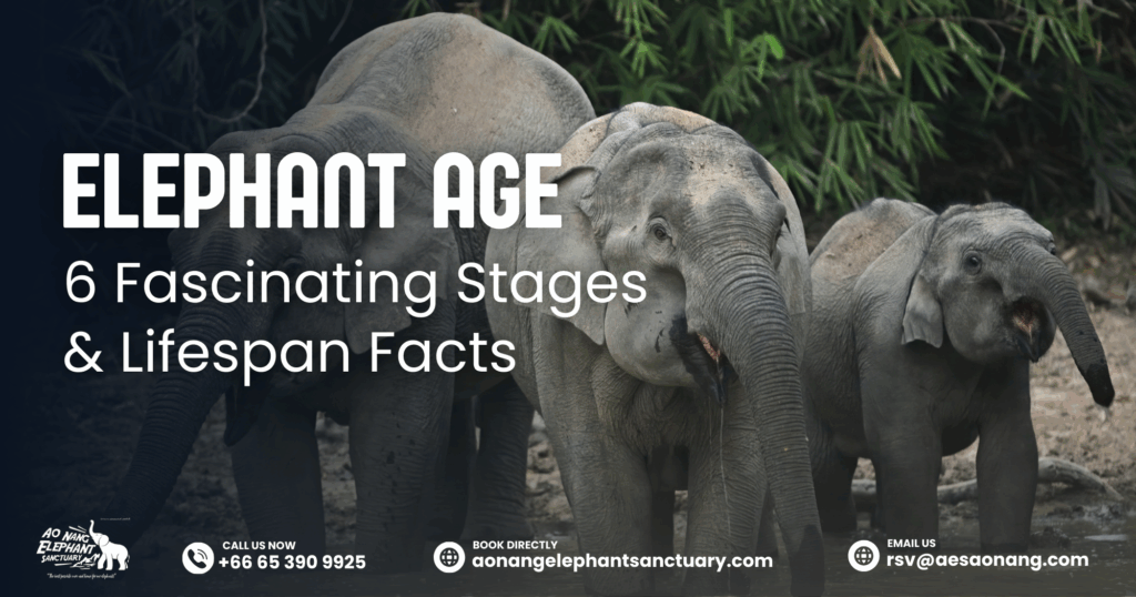 Elephant Age: 6 Fascinating Stages & Lifespan Facts - Aonang Elephant ...