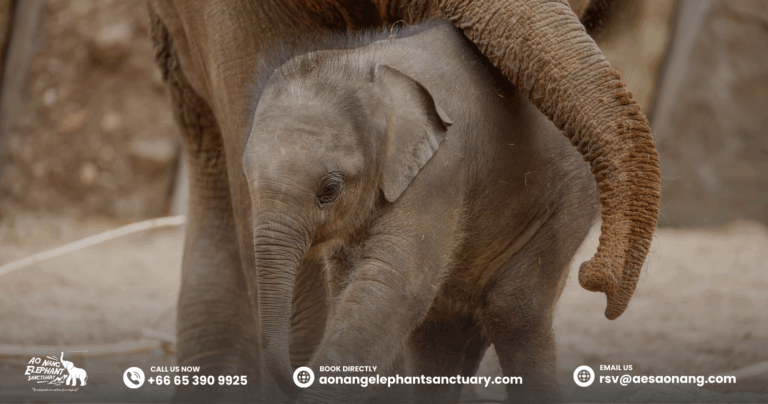 Elephant Age: 6 Fascinating Stages & Lifespan Facts - Aonang Elephant ...