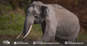 Elephant Age: 6 Fascinating Stages & Lifespan Facts - Aonang Elephant ...