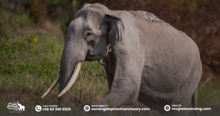 Elephant Age: 6 Fascinating Stages & Lifespan Facts - Aonang Elephant ...