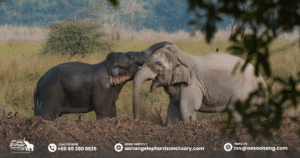 Elephant Age: 6 Fascinating Stages & Lifespan Facts - Aonang Elephant ...