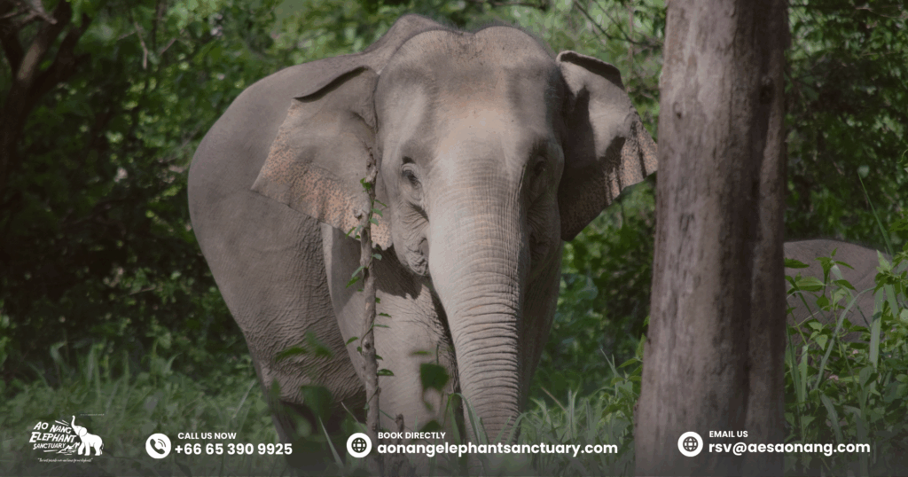 Elephant Age: 6 Fascinating Stages & Lifespan Facts - Aonang Elephant ...