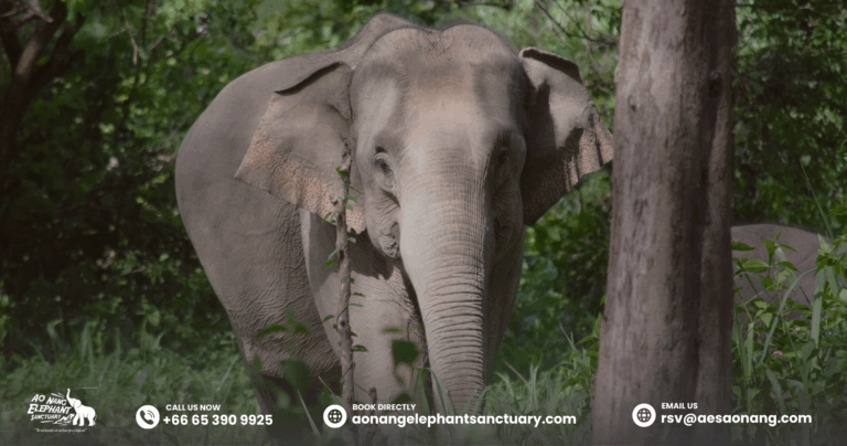 Elephant Age: 6 Fascinating Stages & Lifespan Facts - Aonang Elephant ...