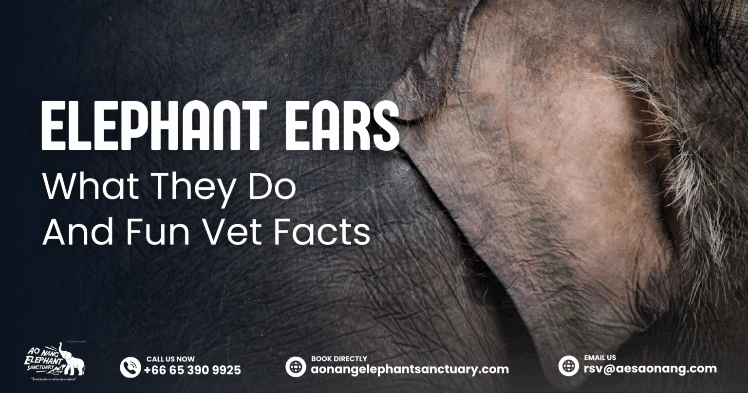 Elephant Age: 6 Fascinating Stages & Lifespan Facts - Aonang Elephant ...