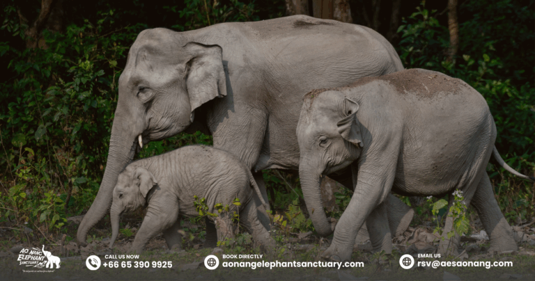 Elephant Age: 6 Fascinating Stages & Lifespan Facts - Aonang Elephant ...
