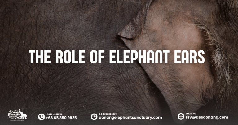 Elephant Ears: What They Do And Fun Vet Facts - Aonang Elephant Sanctuary