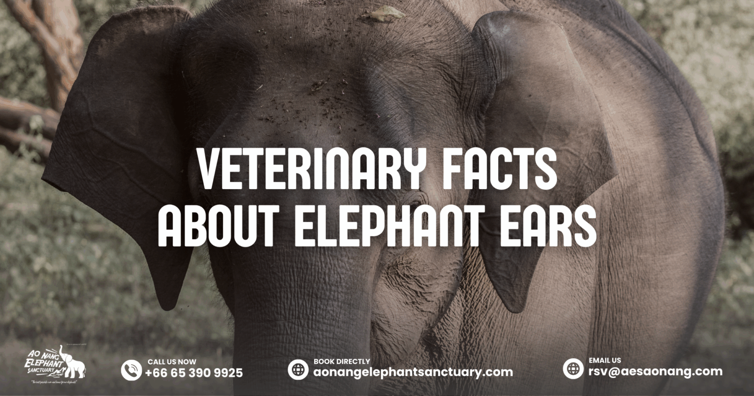 Elephant Ears: What They Do And Fun Vet Facts - Aonang Elephant Sanctuary