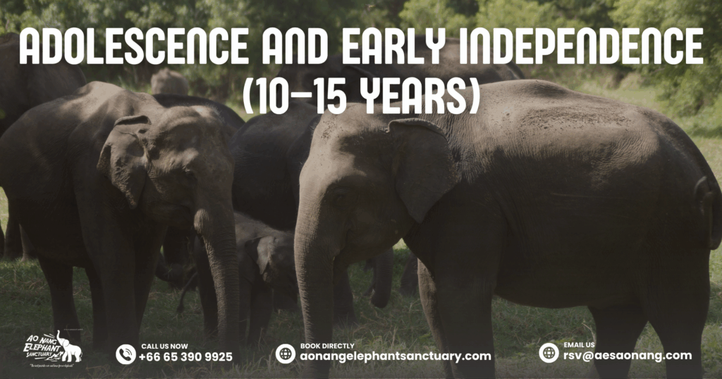 Elephants Lifecycle: 5 Fascinating Growth Stages - Aonang Elephant ...