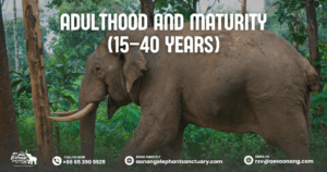 Elephants Lifecycle: 5 Fascinating Growth Stages - Aonang Elephant ...