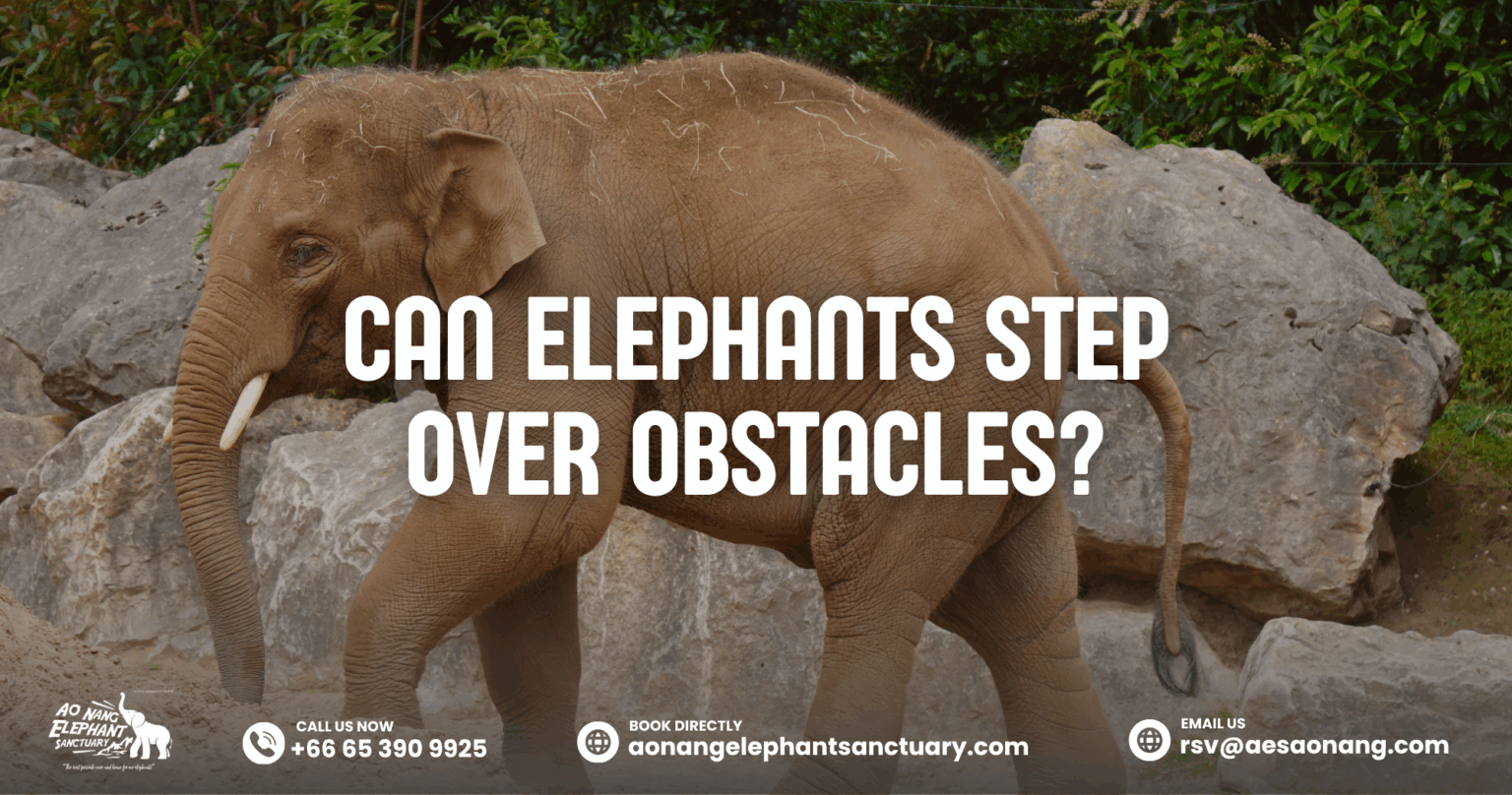 Can Elephant Jump? 7 Fascinating Facts That Bust The Myth - Aonang ...