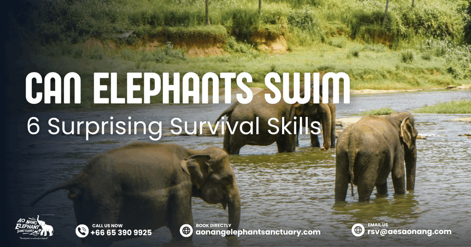 Can Elephants Swim: 6 Surprising Survival Skills - Aonang Elephant ...