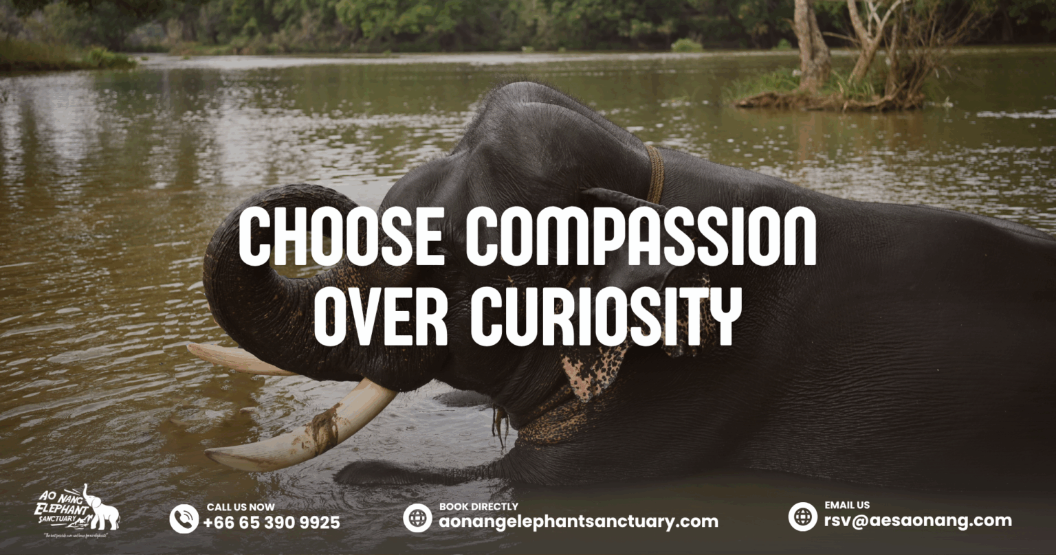 Can Elephant Paint? 5 Shocking Truths You Should Know - Aonang Elephant ...