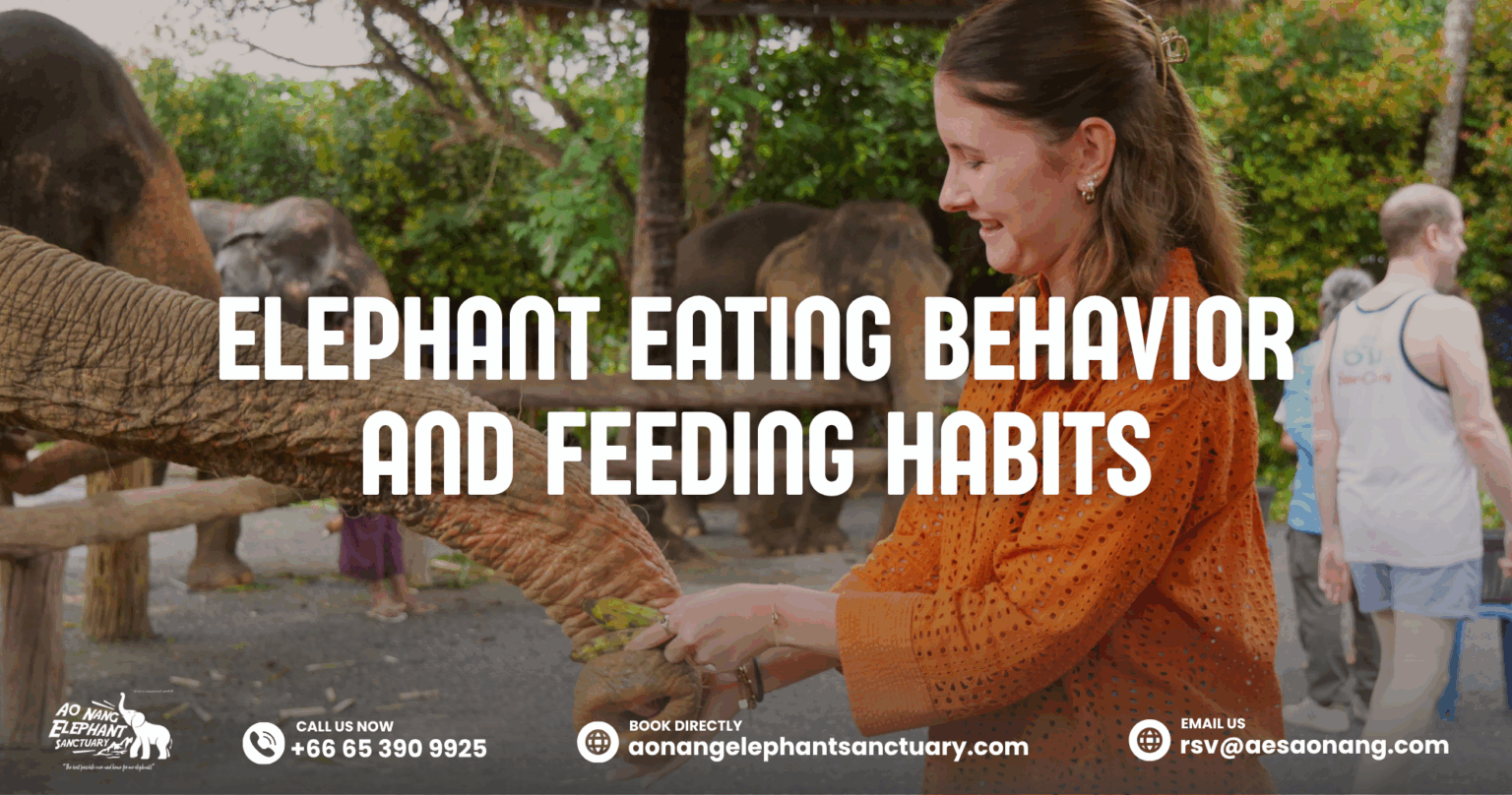 What Do An Elephant Eat? 7 Powerful Nutrition Insights - Aonang ...