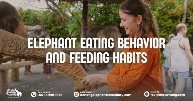 What Do An Elephant Eat? 7 Powerful Nutrition Insights - Aonang ...