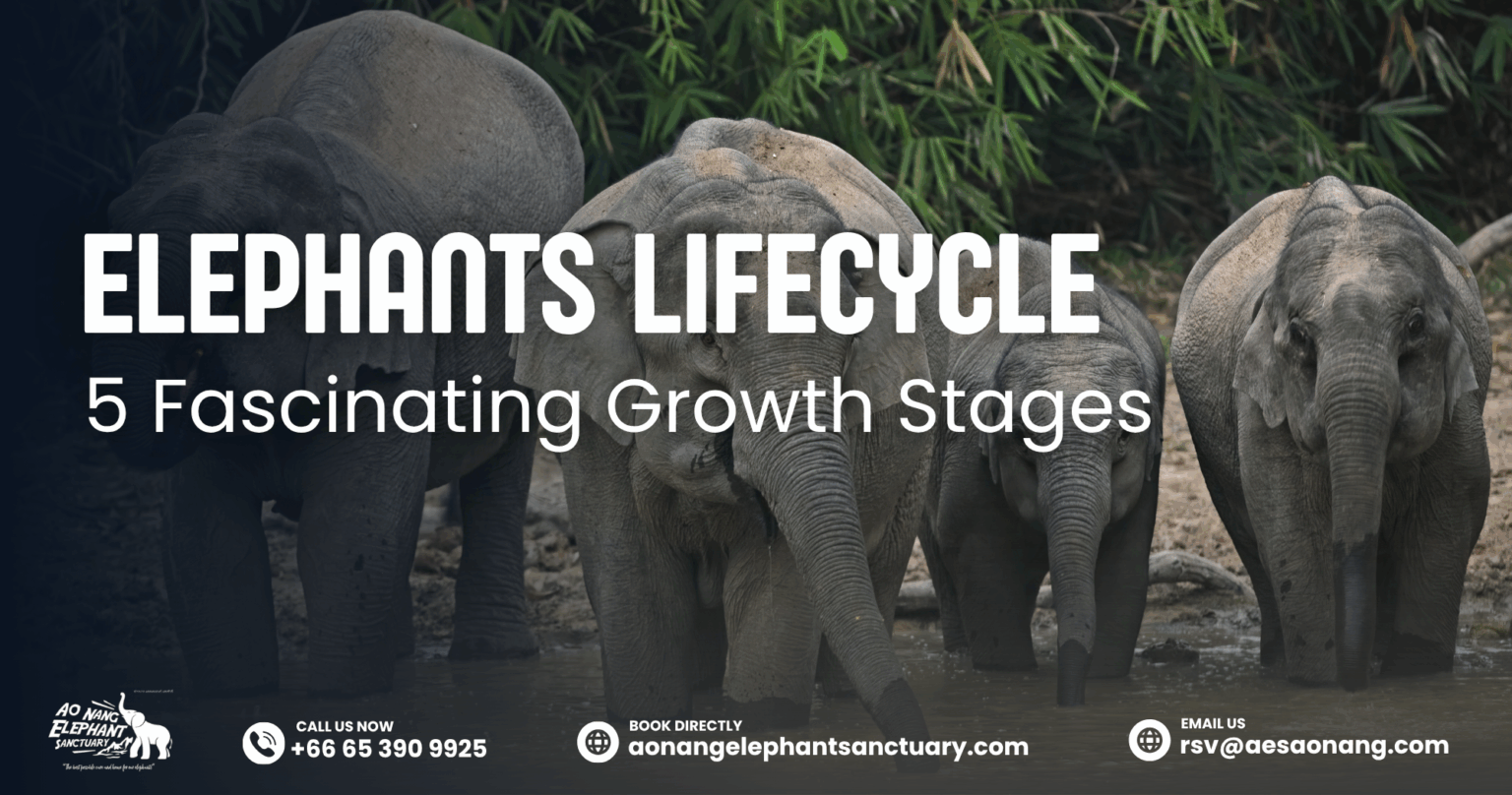 Elephants Lifecycle: 5 Fascinating Growth Stages - Aonang Elephant ...