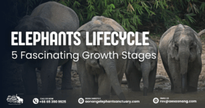 Elephants Lifecycle: 5 Fascinating Growth Stages - Aonang Elephant ...