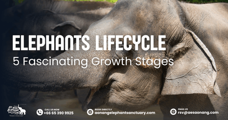 Elephant Age: 6 Fascinating Stages & Lifespan Facts - Aonang Elephant ...
