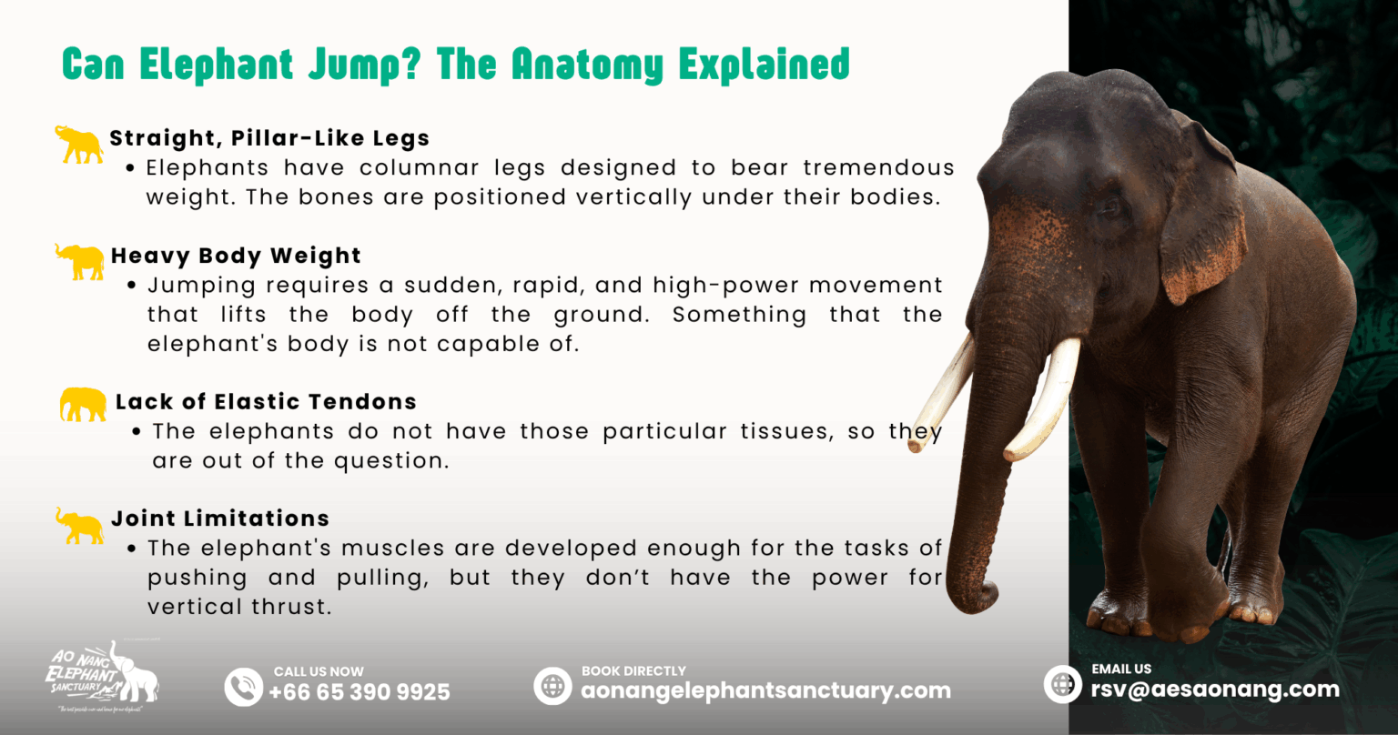 Can Elephant Jump? 7 Fascinating Facts That Bust The Myth - Aonang ...