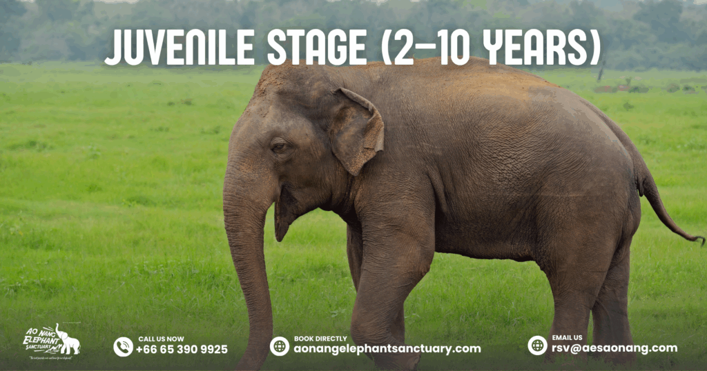 Elephants Lifecycle: 5 Fascinating Growth Stages - Aonang Elephant ...