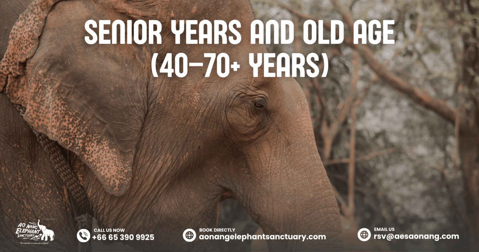Elephants Lifecycle: 5 Fascinating Growth Stages - Aonang Elephant ...
