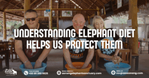 What Do An Elephant Eat? 7 Powerful Nutrition Insights - Aonang ...
