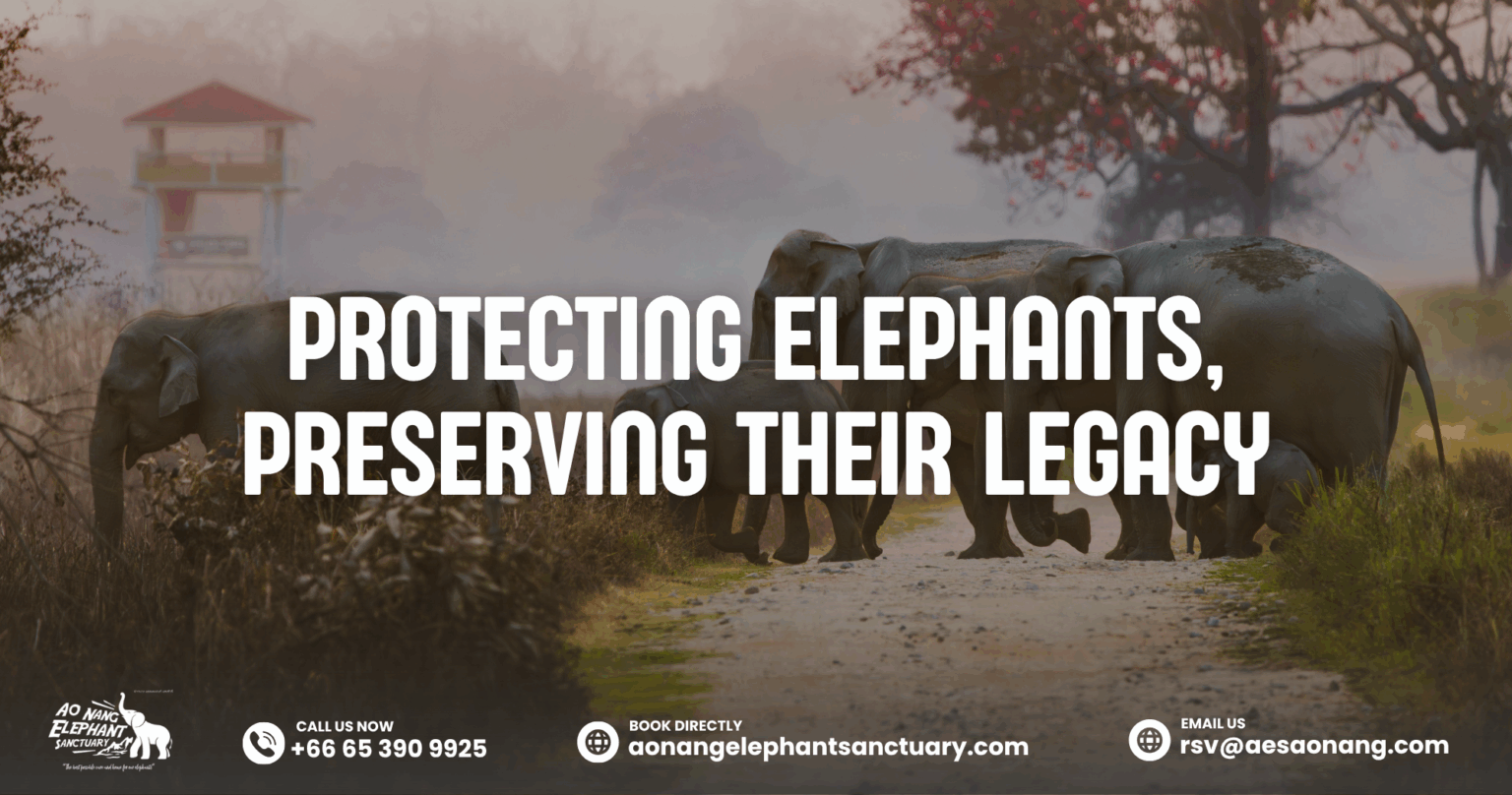 Elephants Lifecycle: 5 Fascinating Growth Stages - Aonang Elephant ...