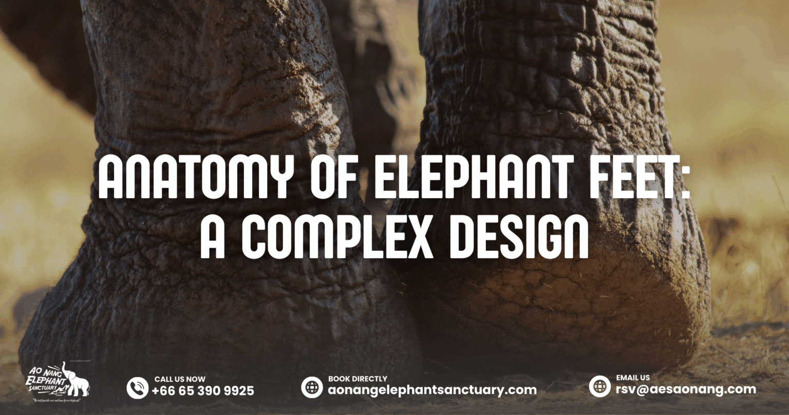 Elephant Feet: 5 Fascinating Facts About Their Anatomy - Aonang ...