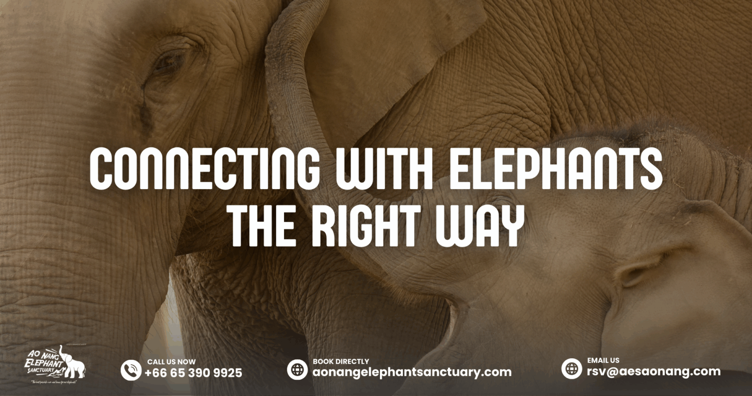 Elephant ‍ ‌‍ ‍‌ Facts: 15 Incredible Truths That Amaze - Aonang ...
