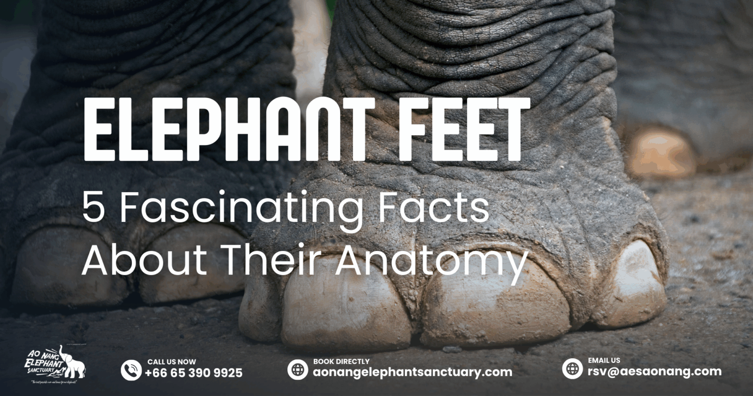 Elephant Feet: 5 Fascinating Facts About Their Anatomy - Aonang ...