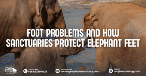 Elephant Feet: 5 Fascinating Facts About Their Anatomy - Aonang ...