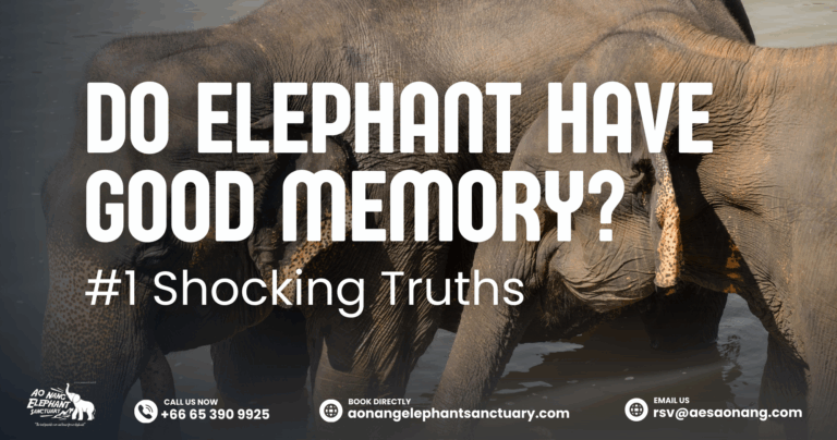 Elephant Age: 6 Fascinating Stages & Lifespan Facts - Aonang Elephant ...