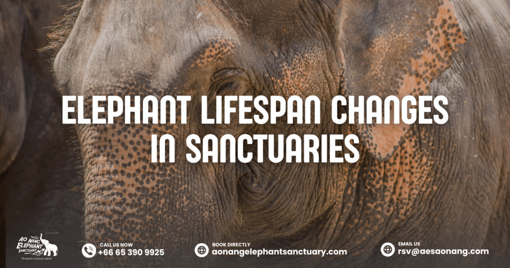 How Long Do Elephants Live? #1 Fascinating Lifespan Facts - Aonang ...