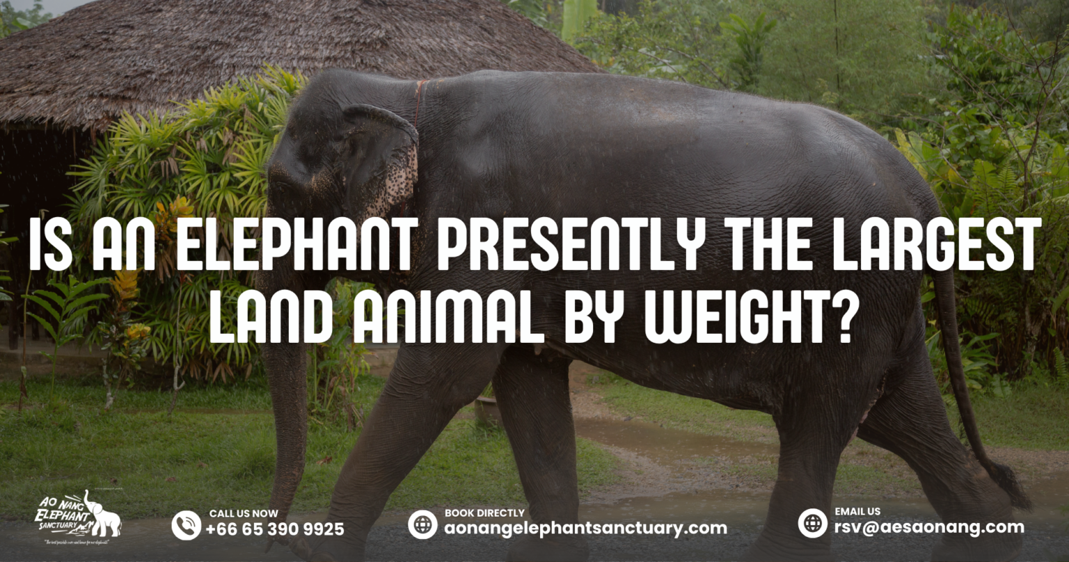 Elephant Weight: 7 Amazing Comparisons Explained - Aonang Elephant ...
