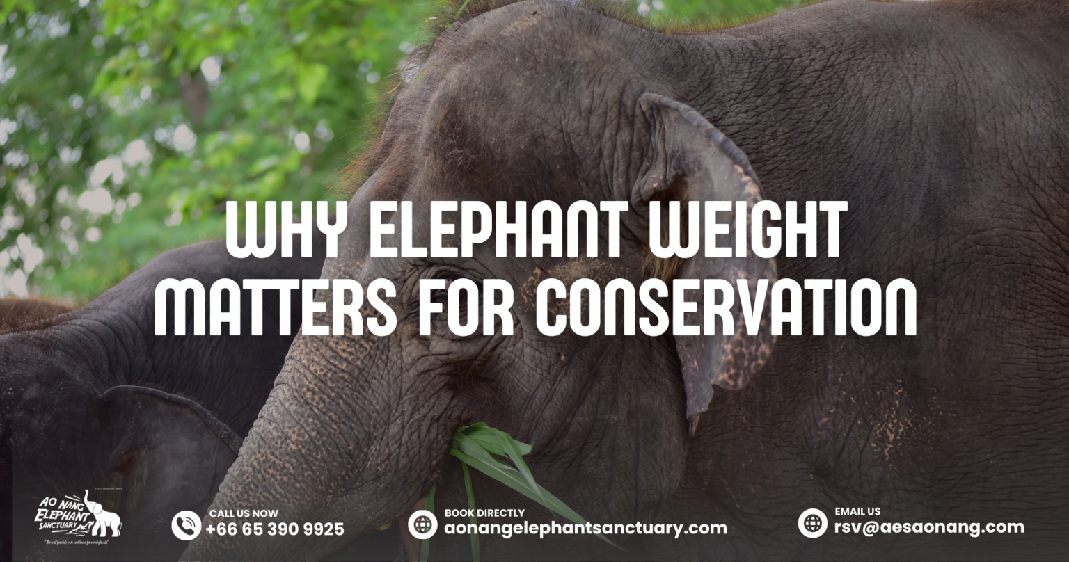 Elephant Weight: 7 Amazing Comparisons Explained - Aonang Elephant ...
