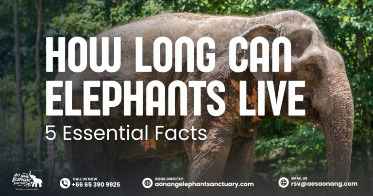 Elephant Sleep Uncovered: Standing Vs. Lying Down - Aonang Elephant ...